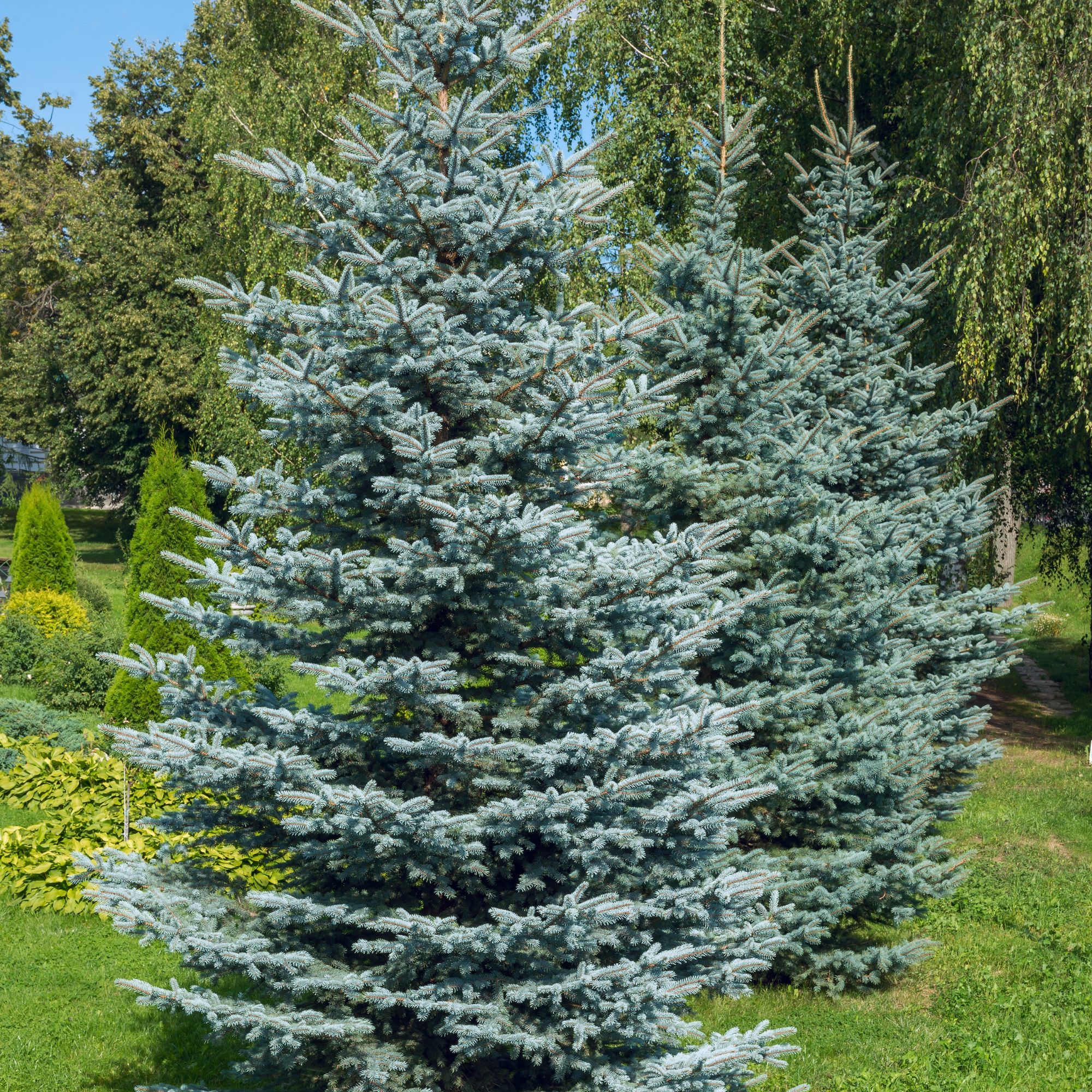 Trees in Omaha | Indian Creek Nursery and Garden Center