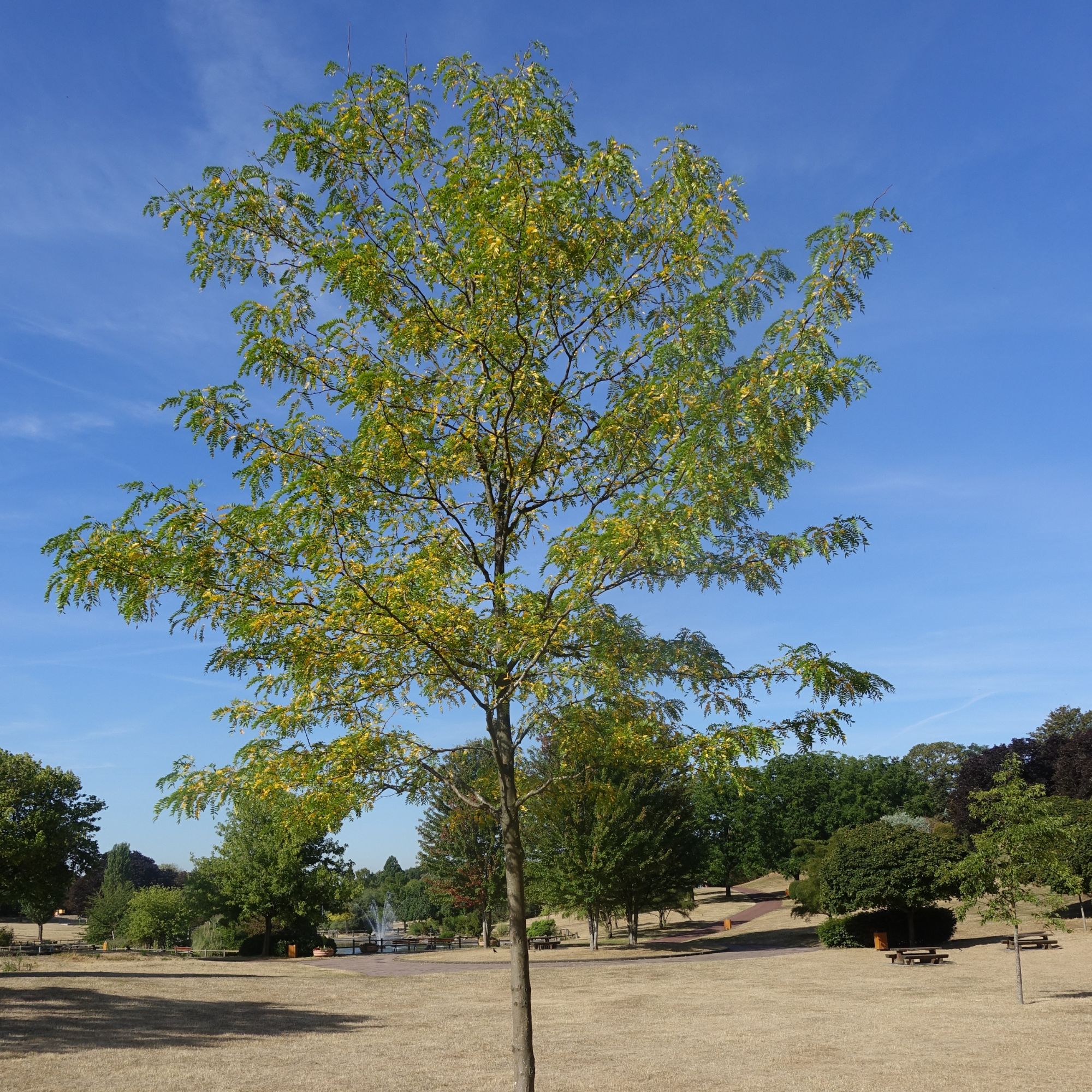 Trees in Omaha | Indian Creek Nursery and Garden Center