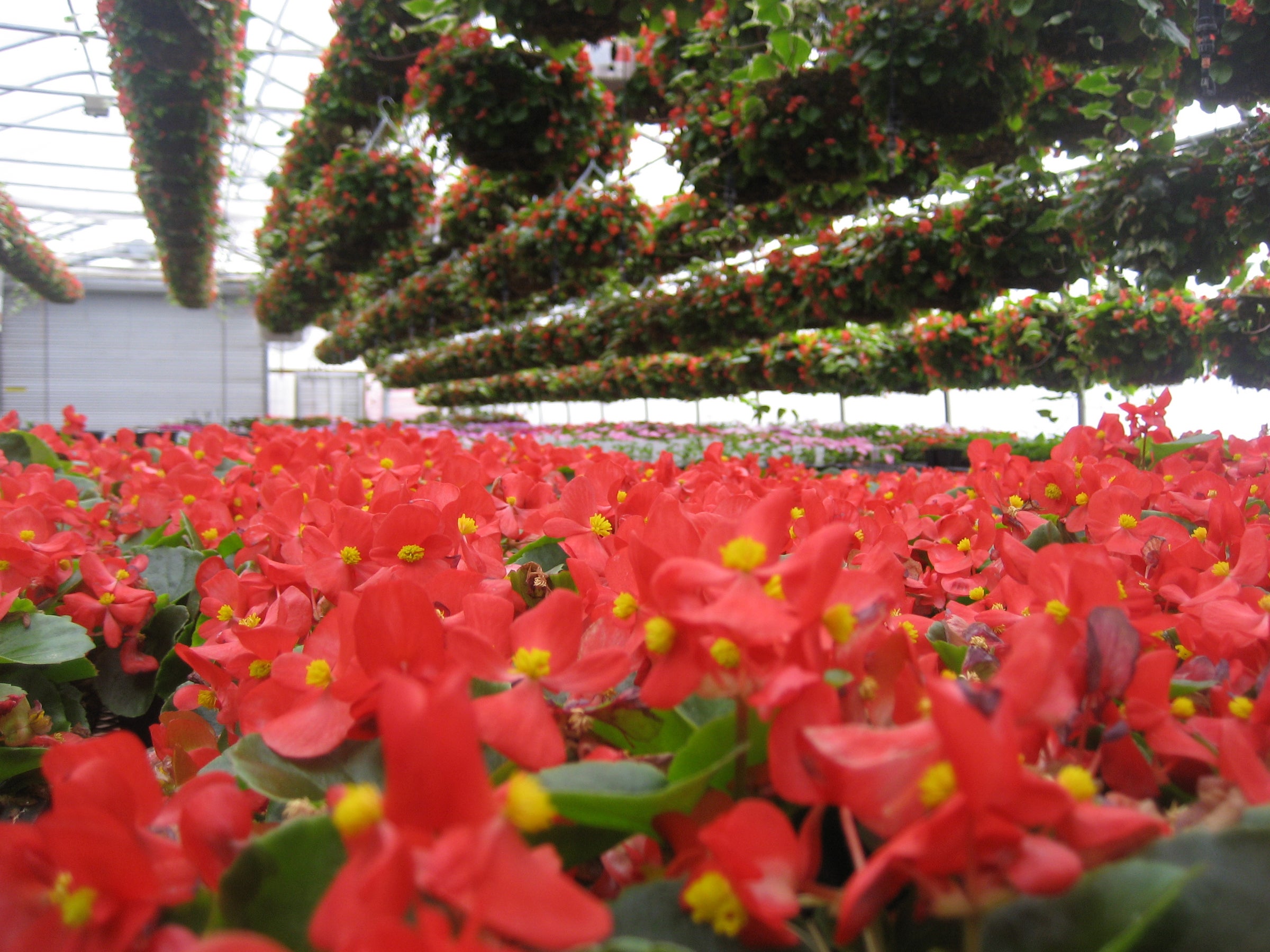 Garden Center Omaha Ne | Fasci Garden